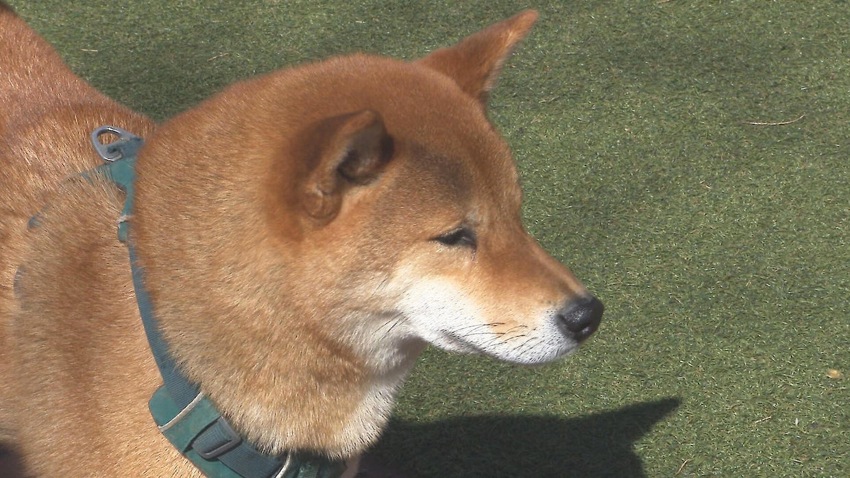 Rat bites dog in park in Boston's North End. "It was chaos," owner says ...