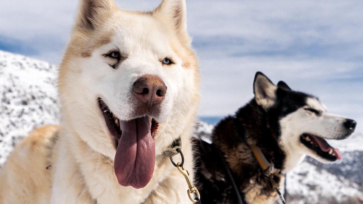 Meet the underdogs who overcame significant obstacles to become one of ...