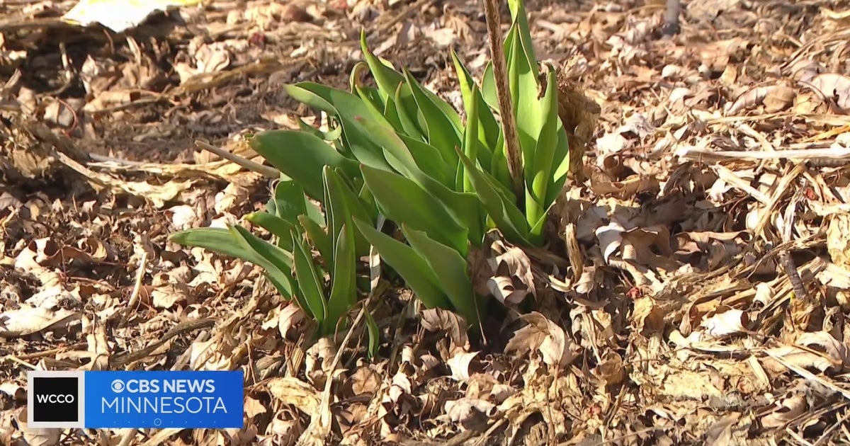 Snow is on the way, here are some tricks to protect those spring buds ...