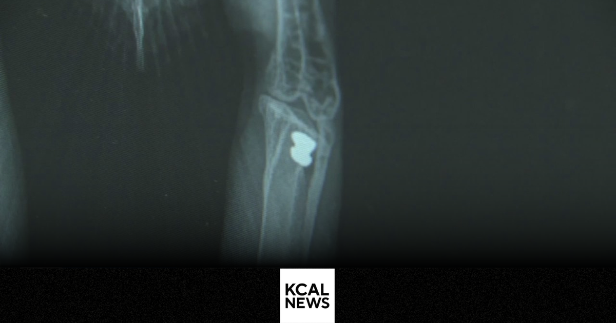 Hawk shot by pellet gun gets second chance at Ojai wildlife center ...