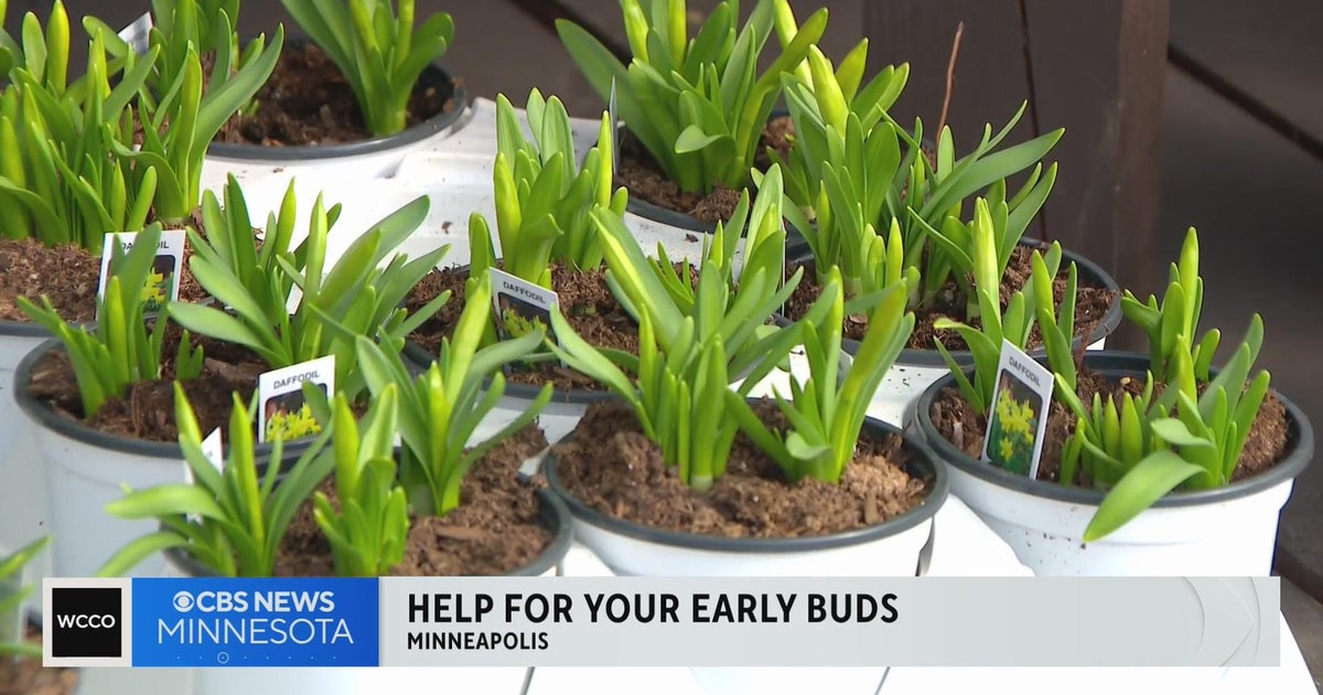How to protect spring buds before snowstorm - CBS Minnesota