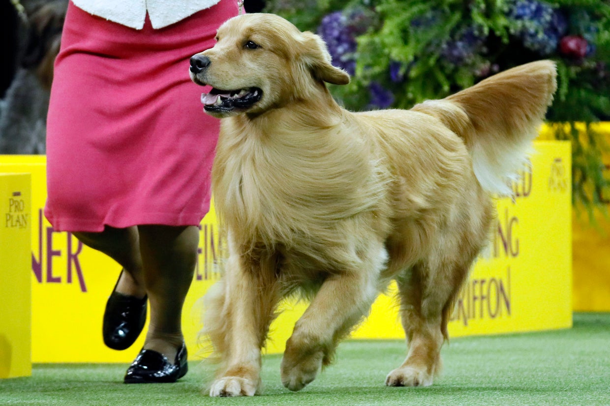 Most popular dog breed rankings are released. Many fans are not happy ...