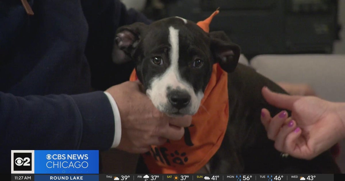 Anderson Humane in the Pet Rescue Spotlight - CBS Chicago