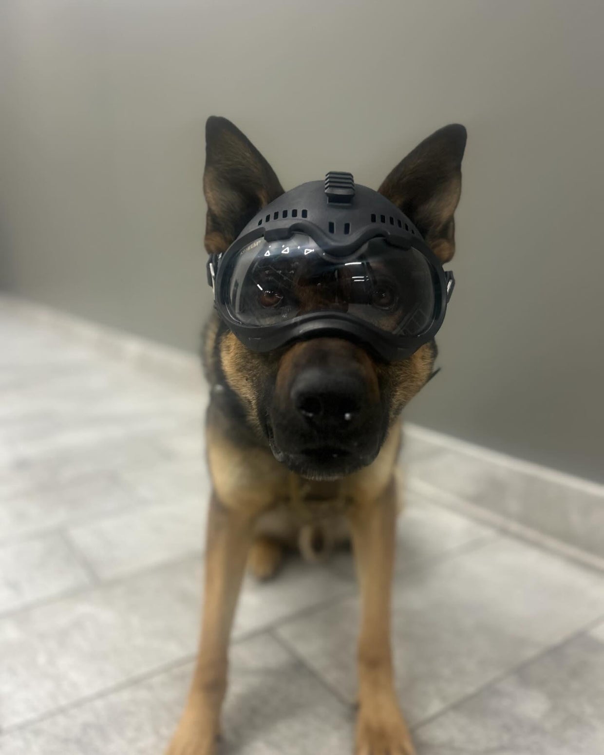 Larimer County's K9 Mav shows off his new helmet thanks to Colorado ...