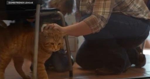 Hazmat cats gets adopted - CBS Colorado
