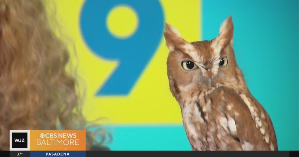 Meet Athena, an Eastern Screech Owl at the Maryland Zoo - CBS Baltimore