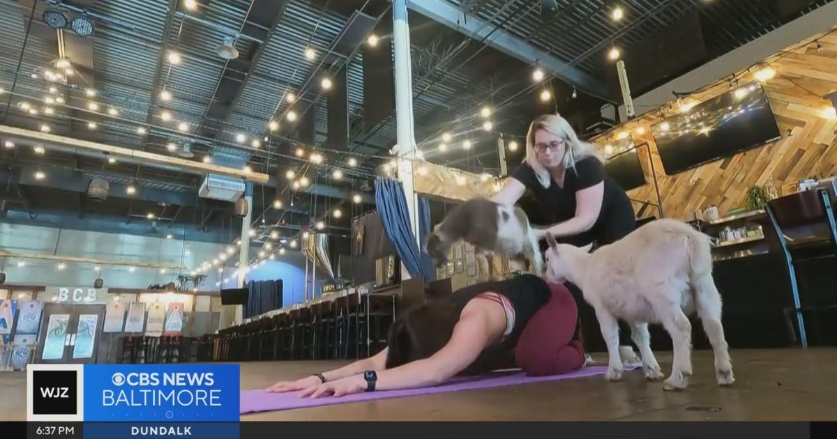 Goats and yoga? Here's how a group in Baltimore destressed in ...