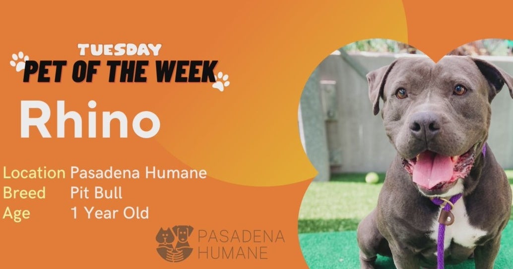 Meet Rhino! This week's Pet of the Week - CBS Los Angeles