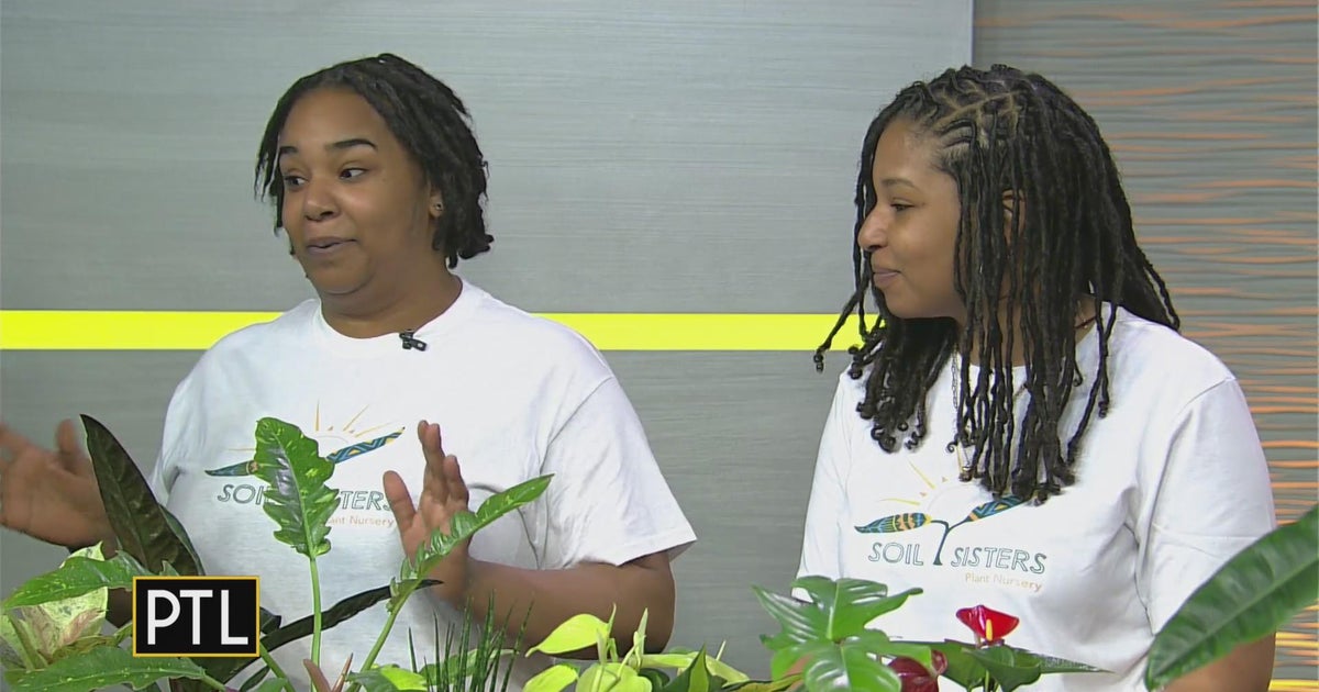 Soil Sisters Plant Nursery share tips on adding house plants to your ...