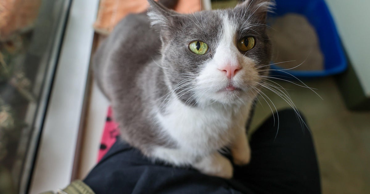 Meet PAWS Chicago's Pet of the Week - Tyson - CBS Chicago