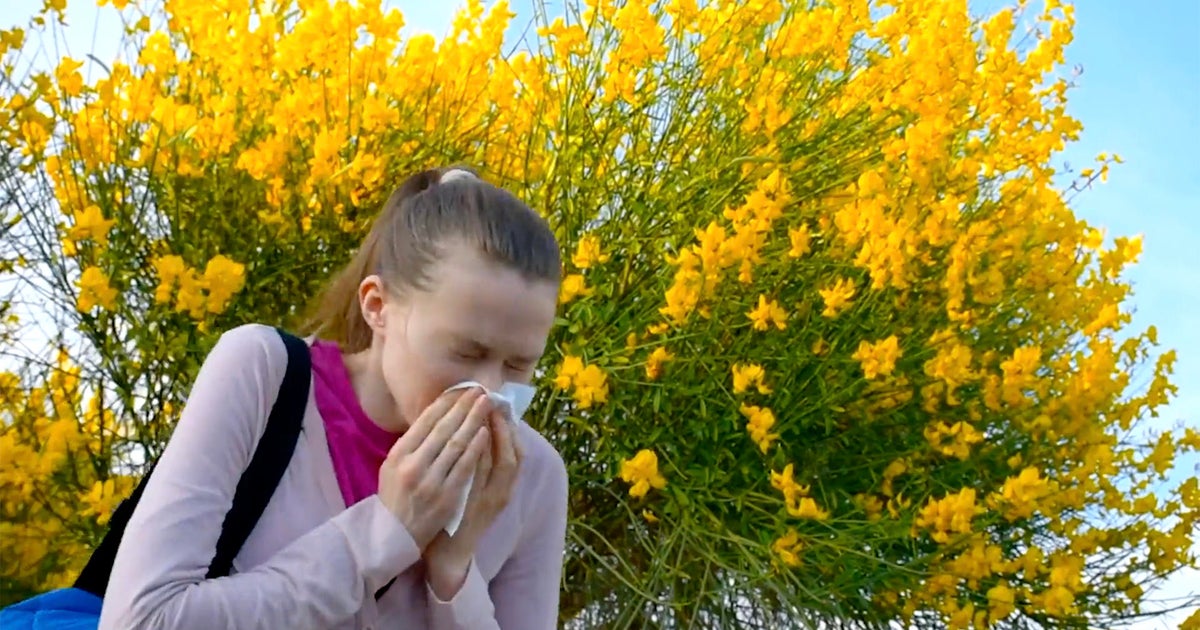 Help for hay fever sufferers? - CBS News