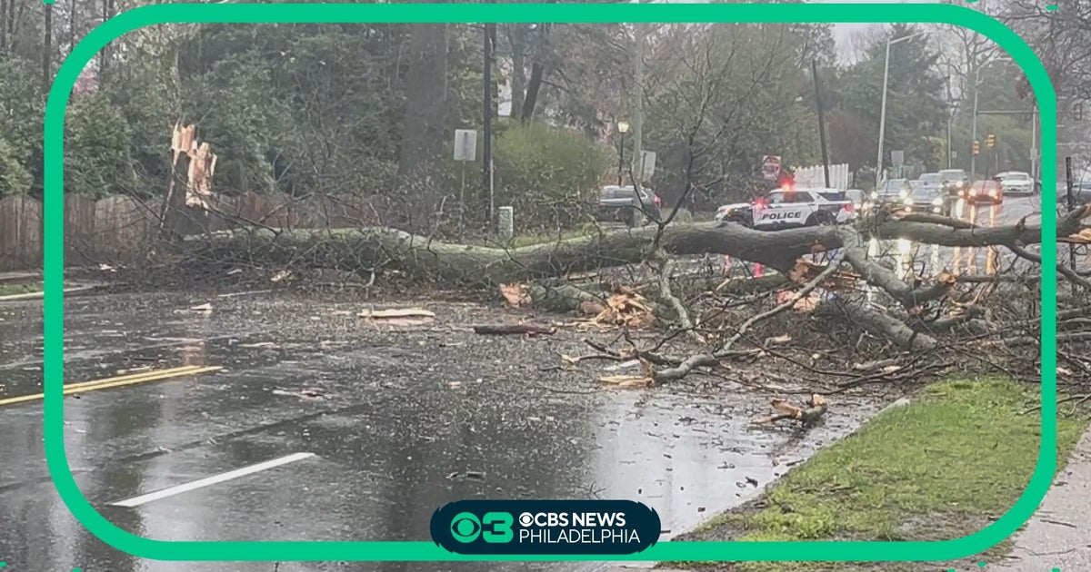 NEXT Weather Alert: Tree falls across City Avenue in Overbrook - CBS ...