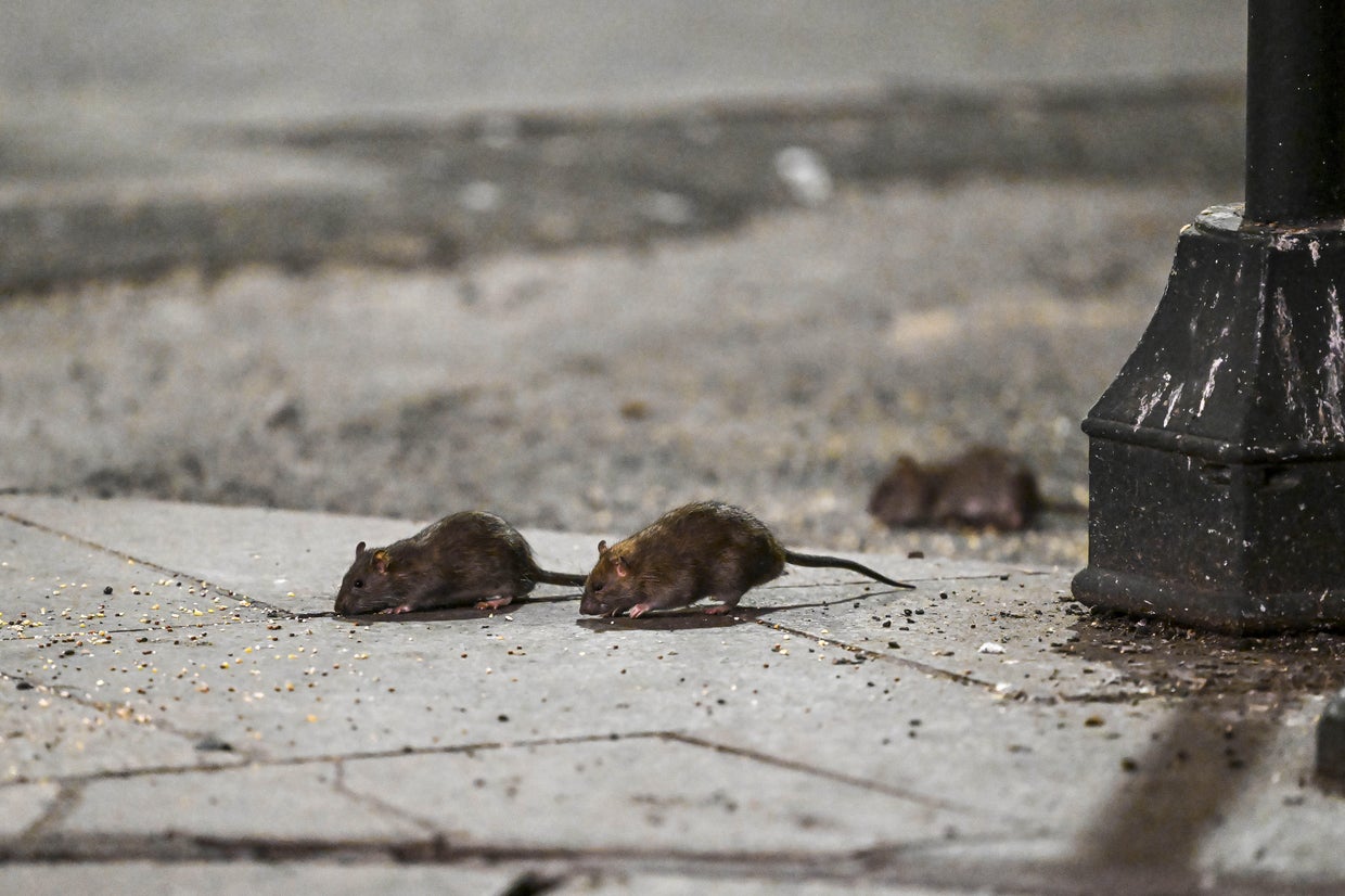 Brown rats used shipping "superhighways" to conquer North American ...