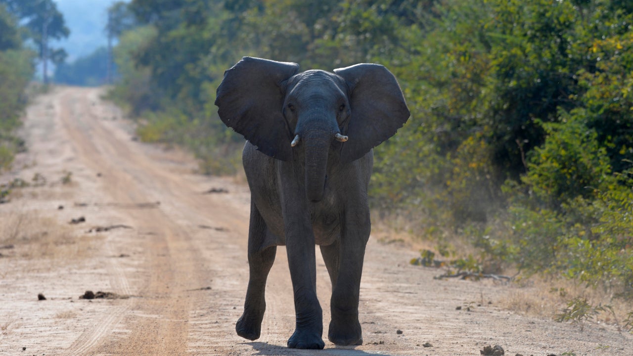 Elephant news - Today’s latest updates - CBS News