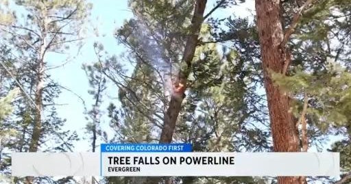 Tree falls on top of powerline in Evergreen - CBS Colorado