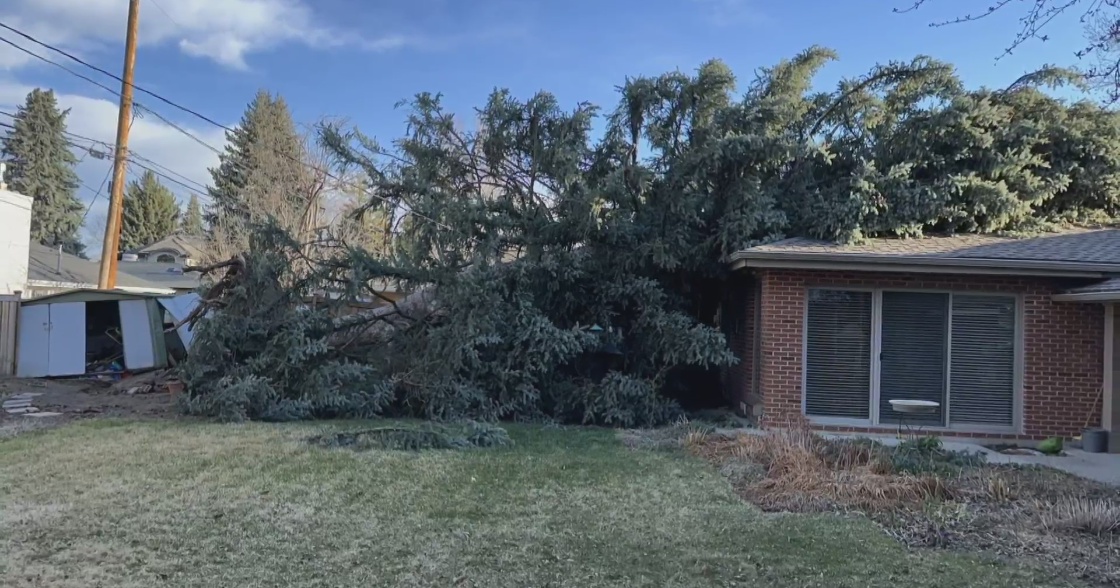 Weekend wind causes 60 foot tree to fall on Denver home, pierce through ...