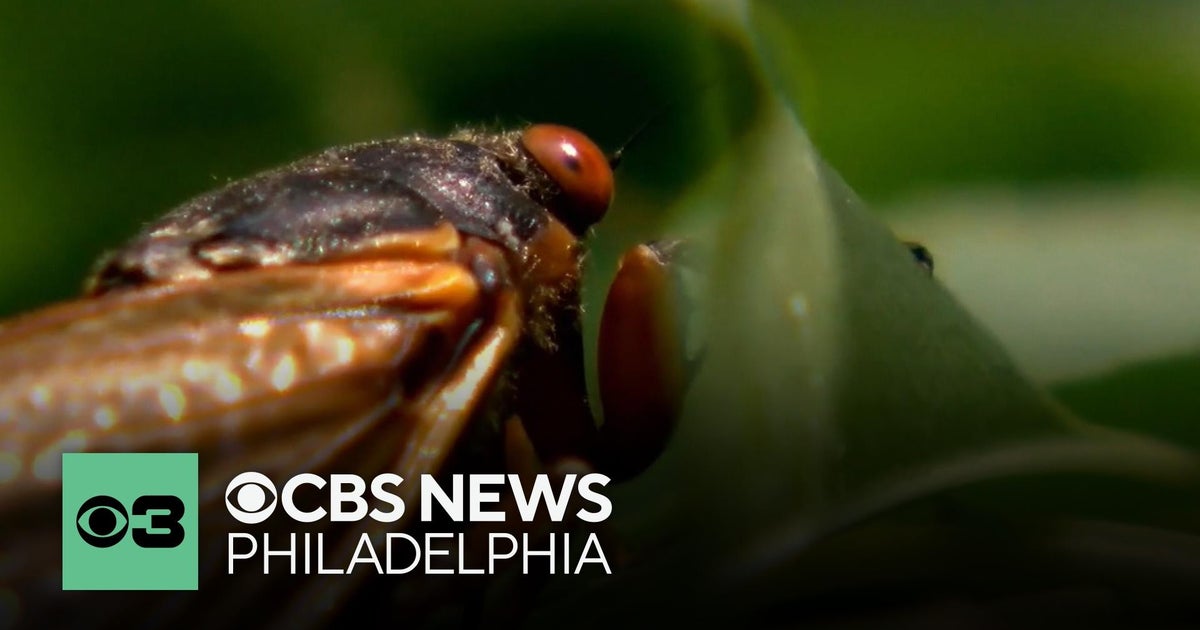 Trillions of cicadas expected to emerge in the Midwest and Southeast ...