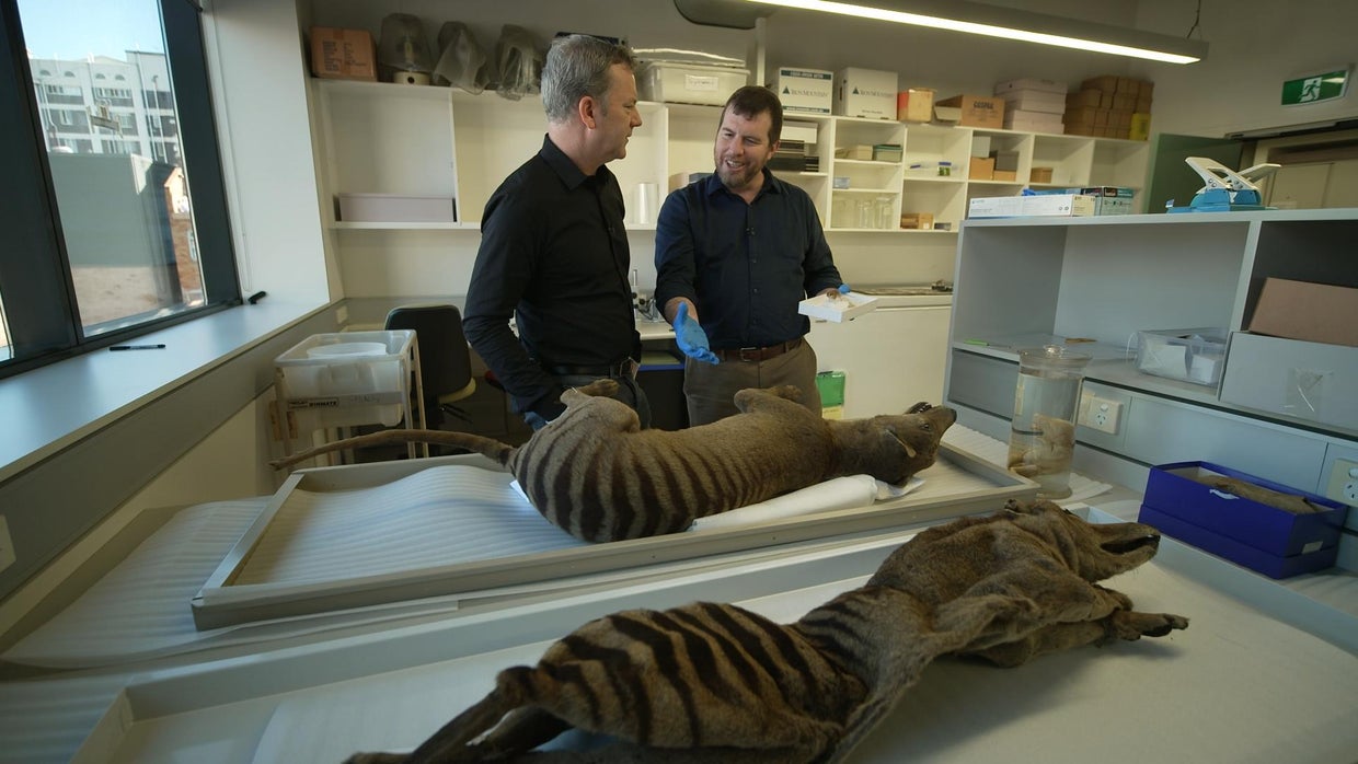 Reports of Tasmanian tiger sightings come by the thousands as Aussies ...