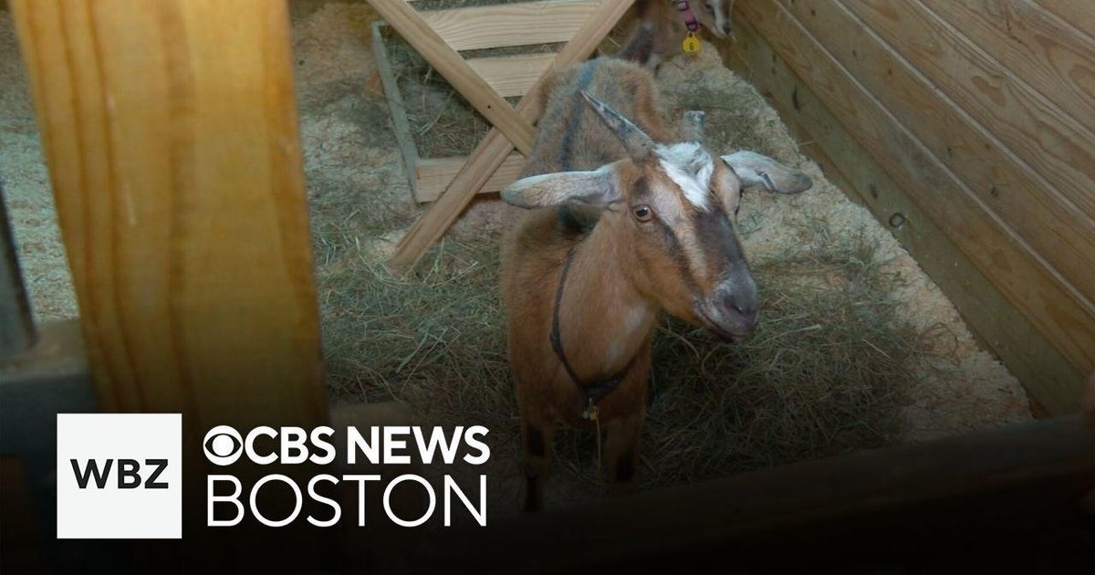 More than 100 farm animals living without food and water rescued - CBS ...