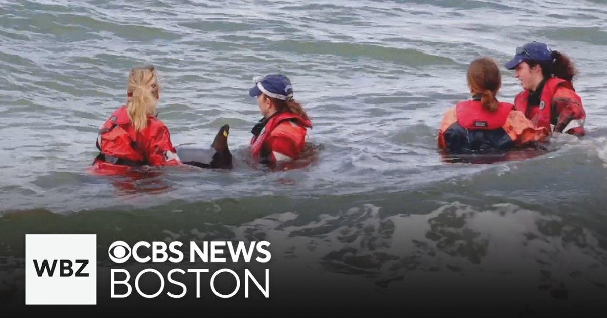 Five dolphins rescued from low tide in Wellfleet - CBS Boston