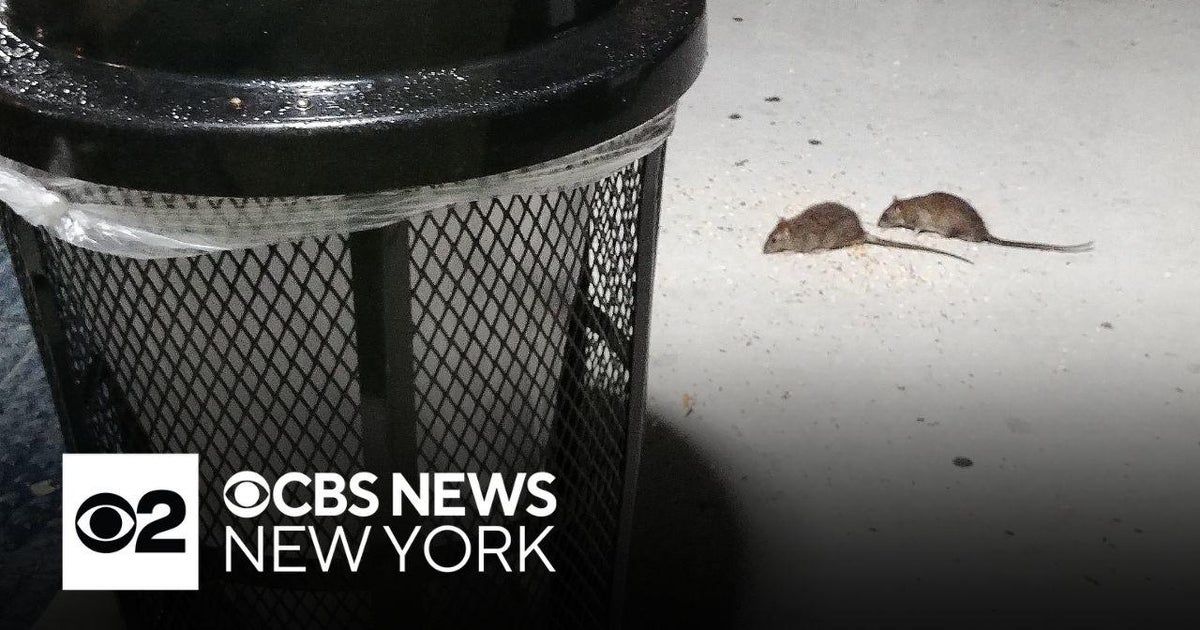 Disease associated with rat exposure on the rise in NYC, officials say ...