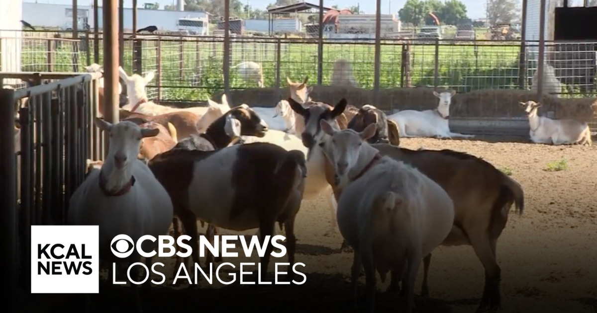 Ontario farm desperately seeking return of 12 stolen goats - CBS Los ...