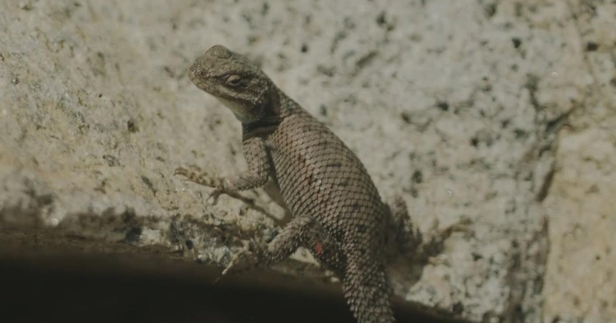 Arizona lizard exemplifies risk of extinction caused by climate change ...