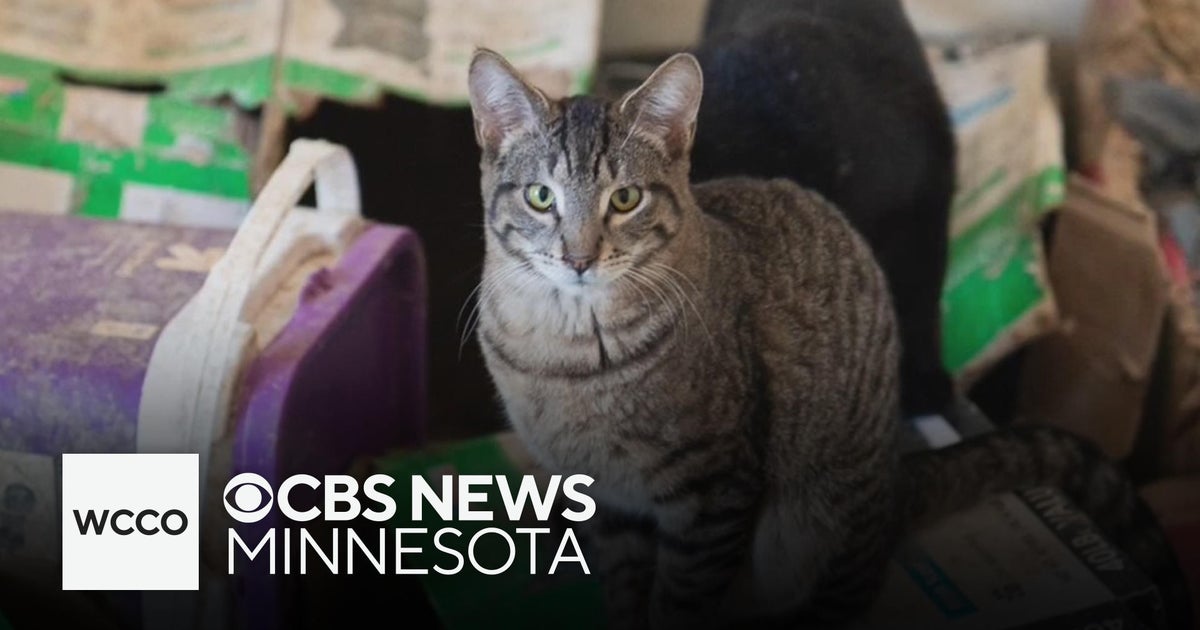 Minnesota woman charged with animal torture after 124 cats rescued from ...