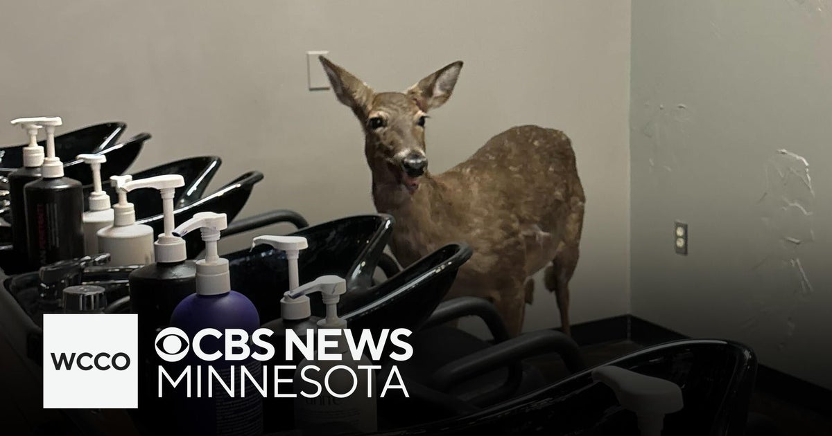 West metro salon reopens after deer jumps through window - CBS Minnesota