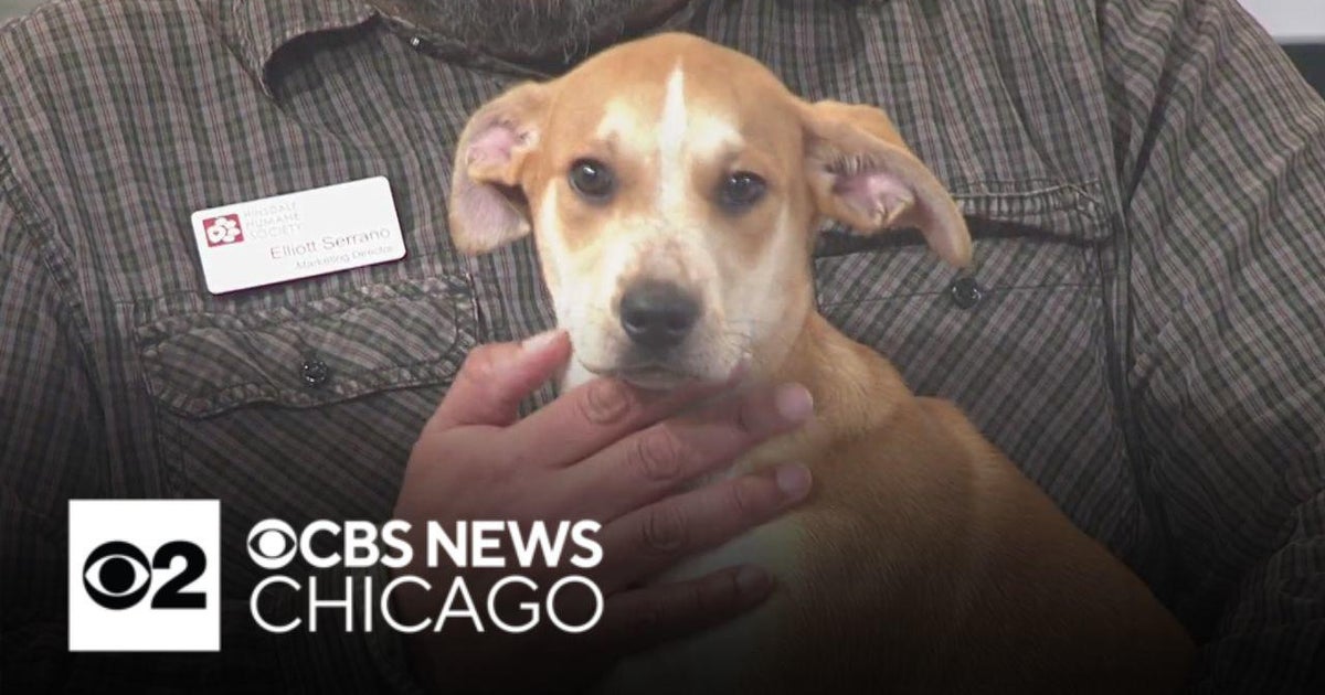 Sweet Buttercup sits in the Pet Rescue Spotlight - CBS Chicago