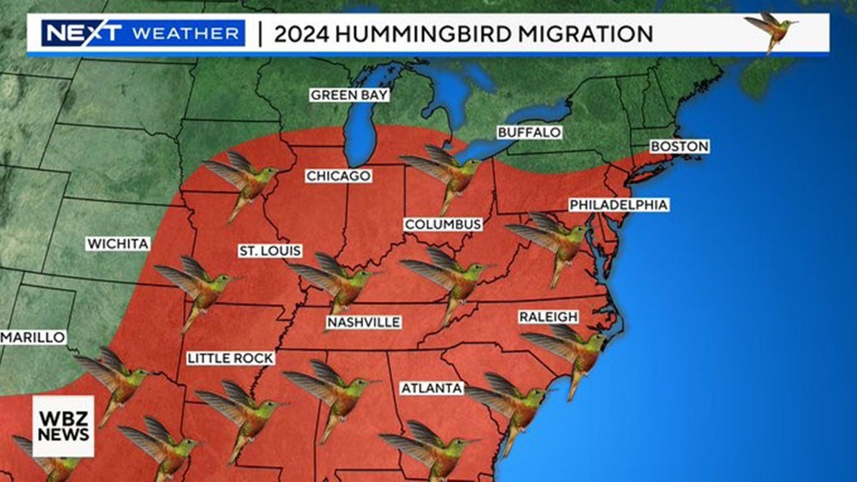 Hummingbirds return to southern New England - CBS Boston