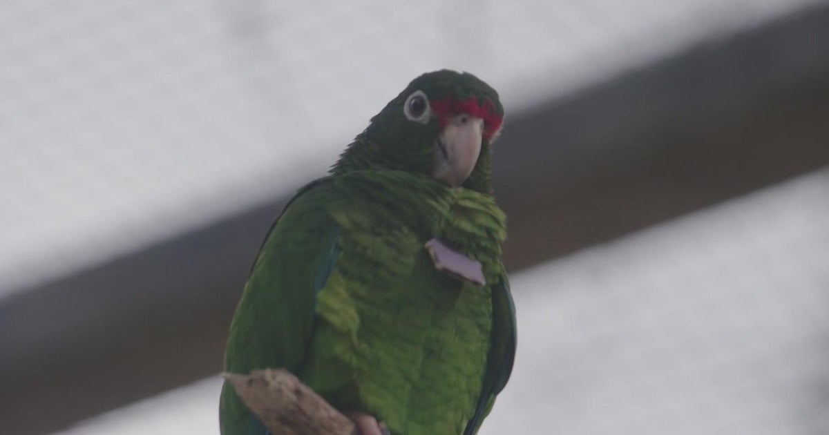 Efforts underway to protect Puerto Rican parrot that is critically ...