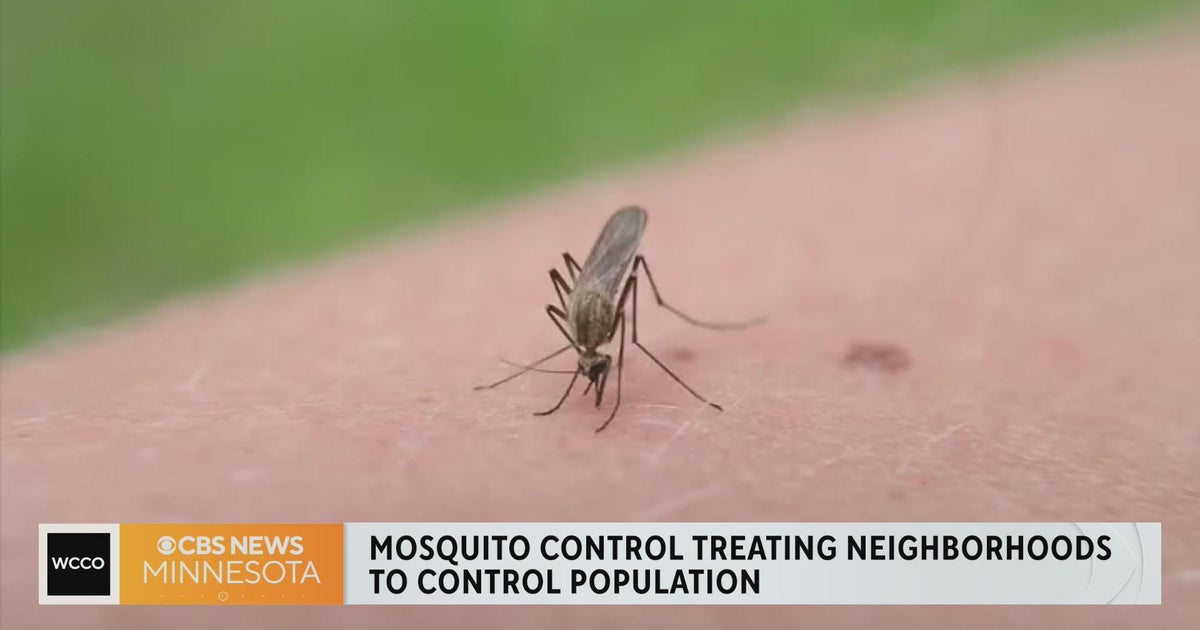 How bad will Minnesota’s mosquito season be? - CBS Minnesota