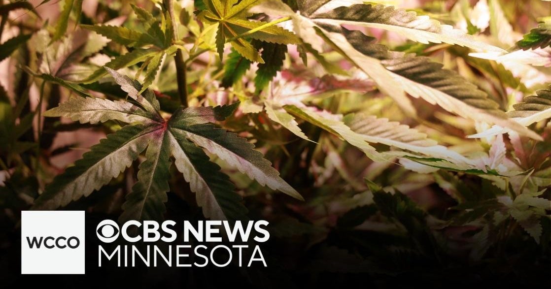 Minnesota's marijuana growers await greenlight from lawmakers - CBS ...
