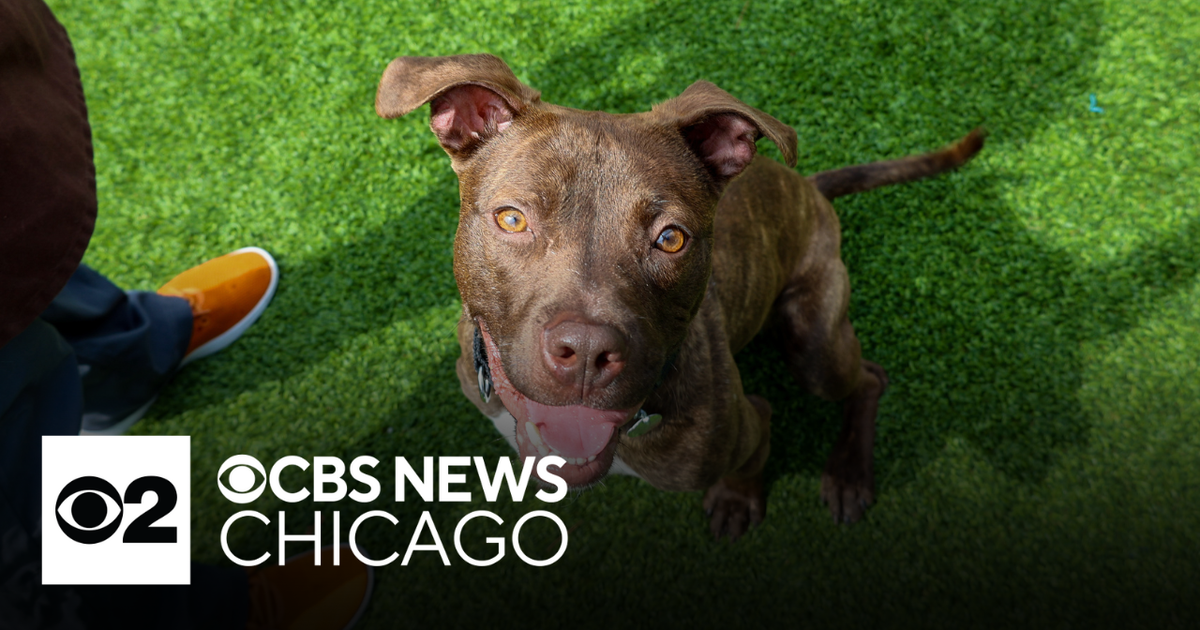 Sally is PAWS Chicago's Pet of the Week - CBS Chicago