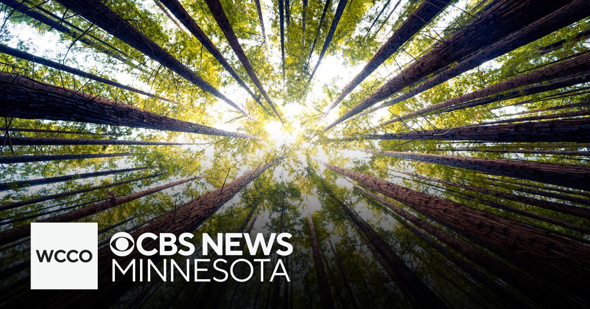 Minnesota hopes to build forests of the future, amid climate change ...