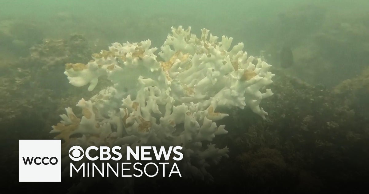 Coral reefs at risk in fourth global bleaching event - CBS Minnesota