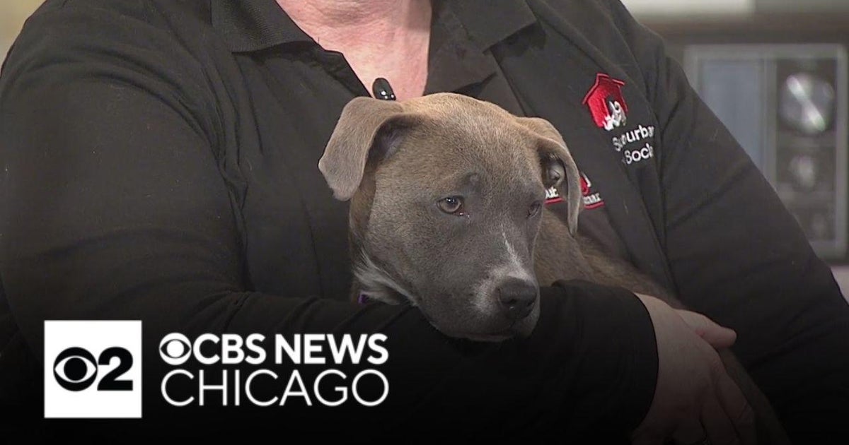 Stella Marie from the West Suburban Humane Society shines in the Pet ...