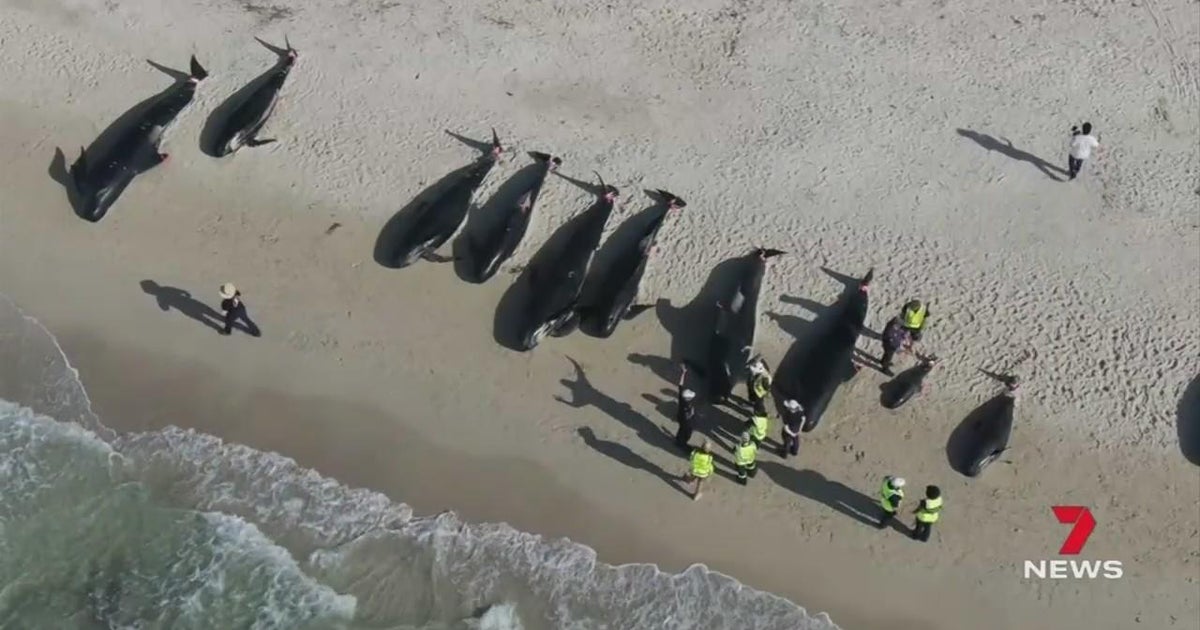 More than 100 whales strand themselves on Australian Beach - CBS Miami