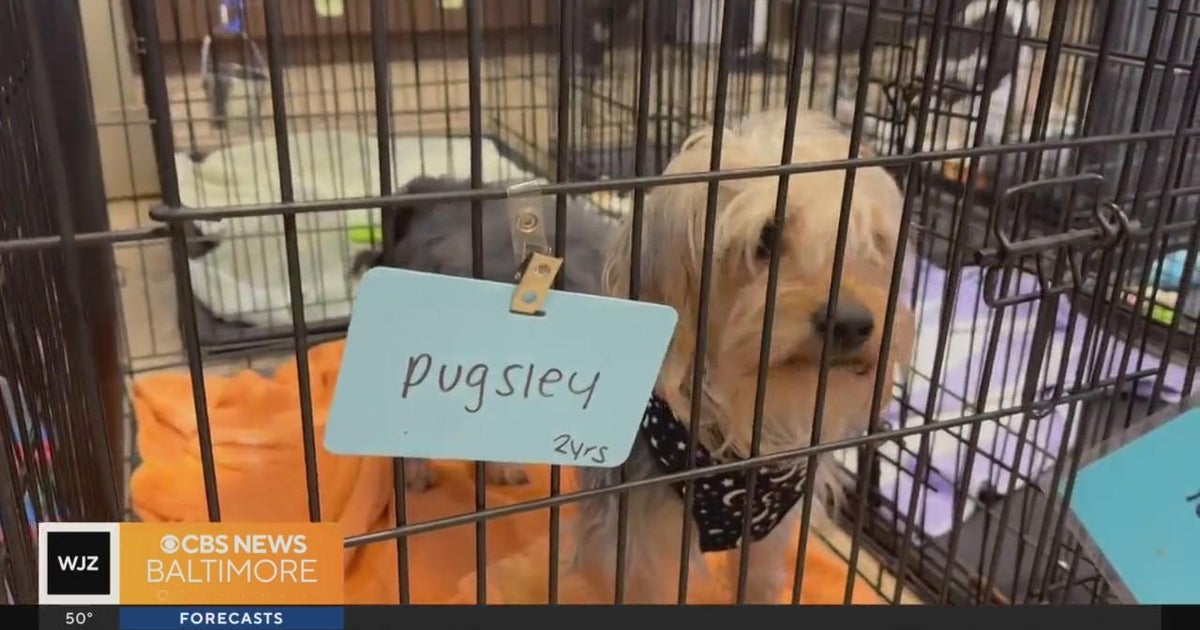 Small Miracles Cat and Dog Rescue in Ellicott City is more than a ...