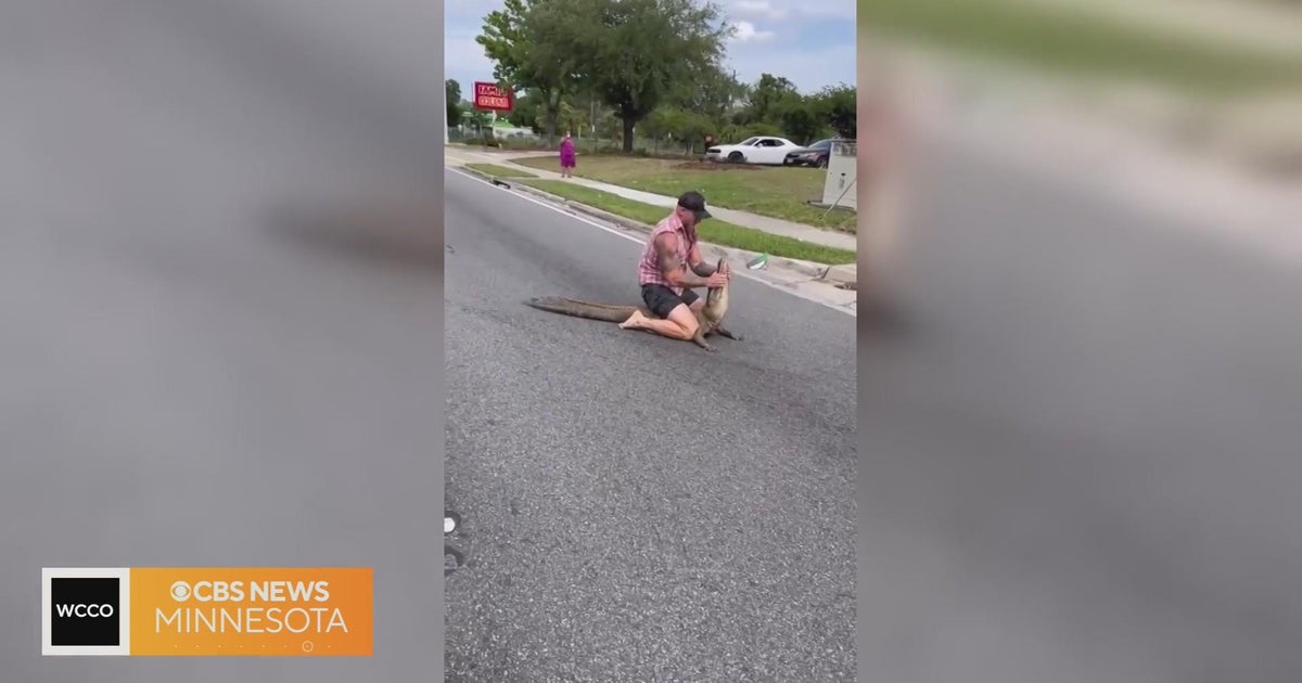“Blue Collar Brawler” captures alligator with bare hands on Florida ...