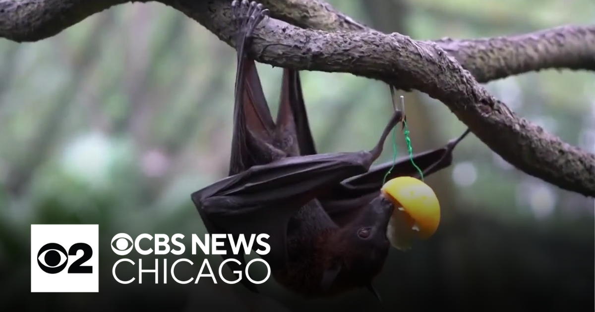 Climate change leading to decline in bat population - CBS Chicago