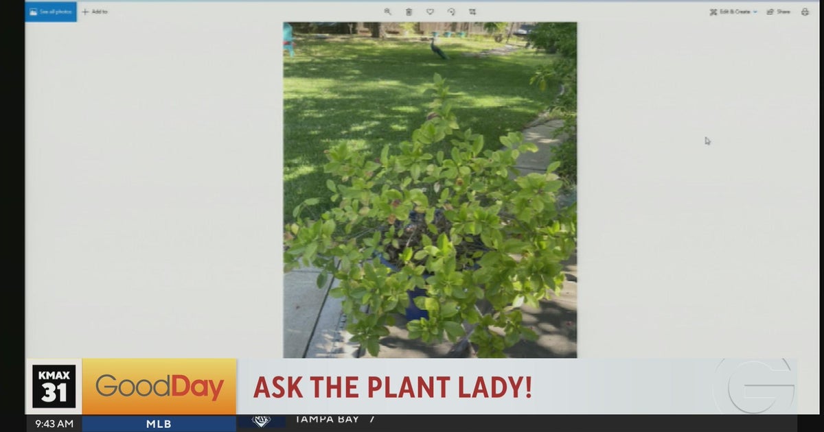 The Plant Lady, 9am Pt. 2 - 4/28 - Good Day Sacramento