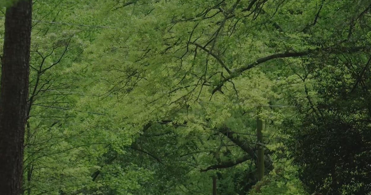 Improving pollen count: Climate Watch - CBS Texas