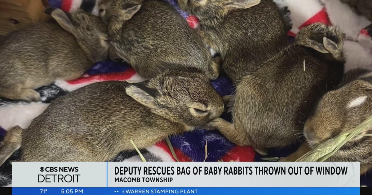 Macomb County deputy rescues baby rabbits that were thrown out car ...