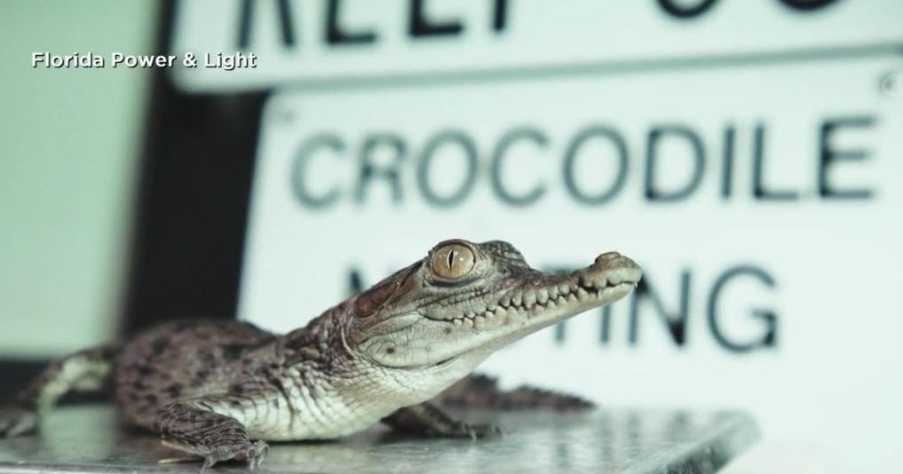 American crocodiles making a come back in South Florida thanks in part ...