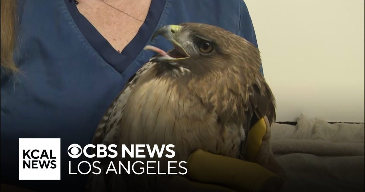 Red-tailed hawk released back into the wild after someone shot it with ...