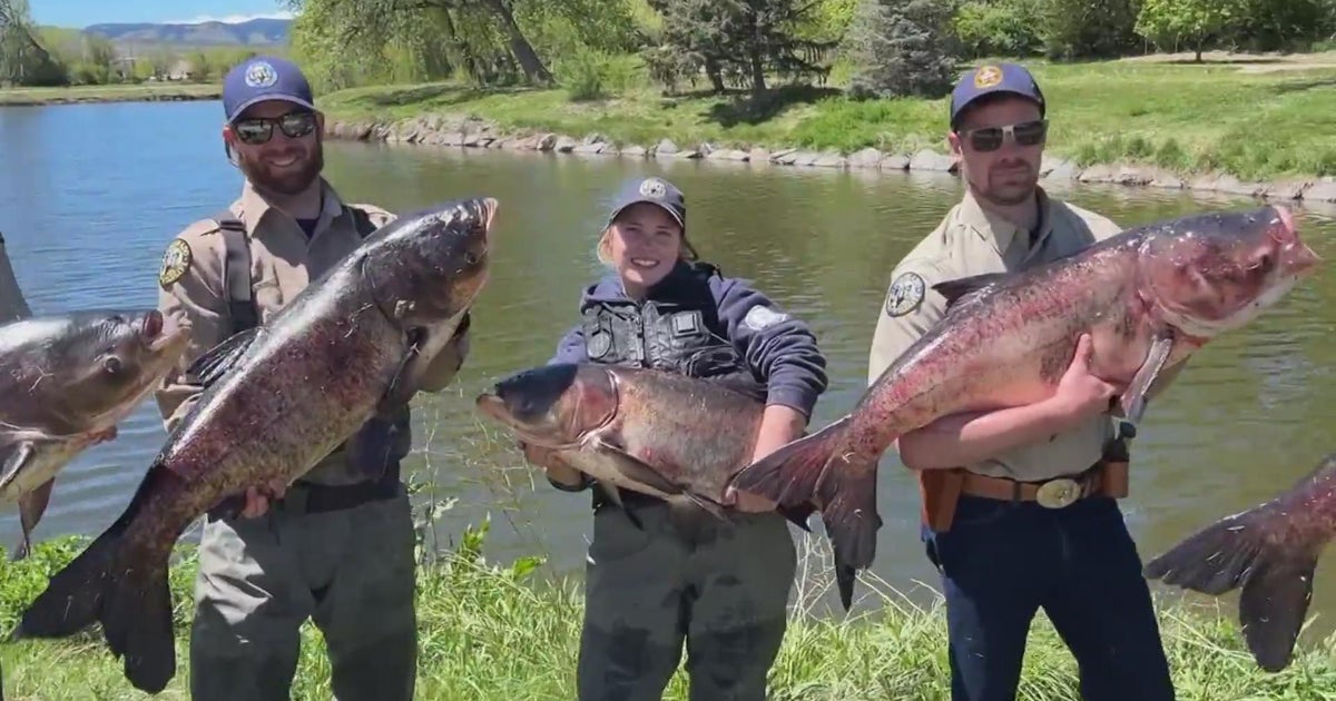 Colorado Parks and Wildlife officers remove invasive bighead carp from Arvada pond - CBS Colorado