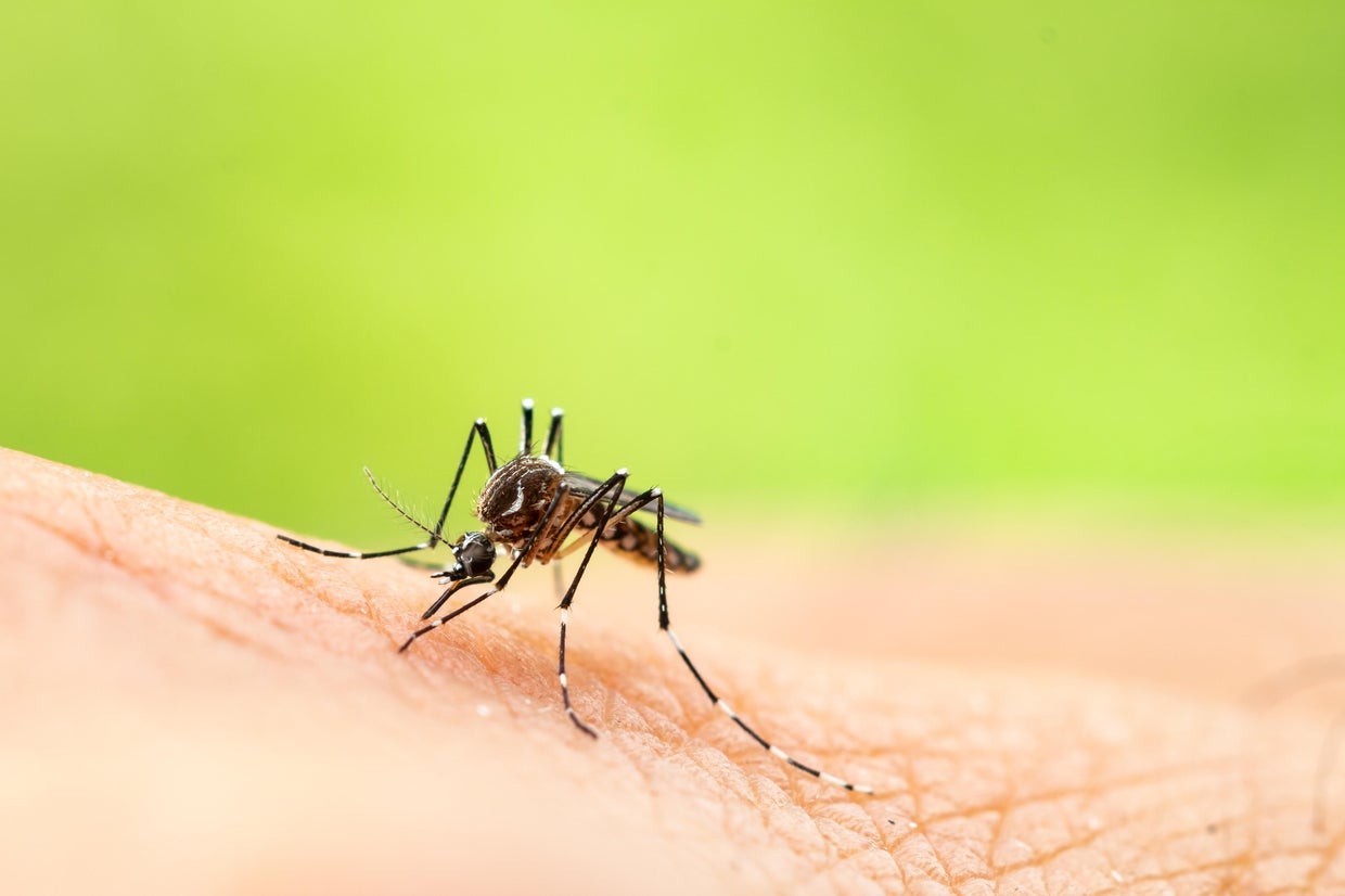 Sterilized mosquitos helping with notable drop in Southern California ...
