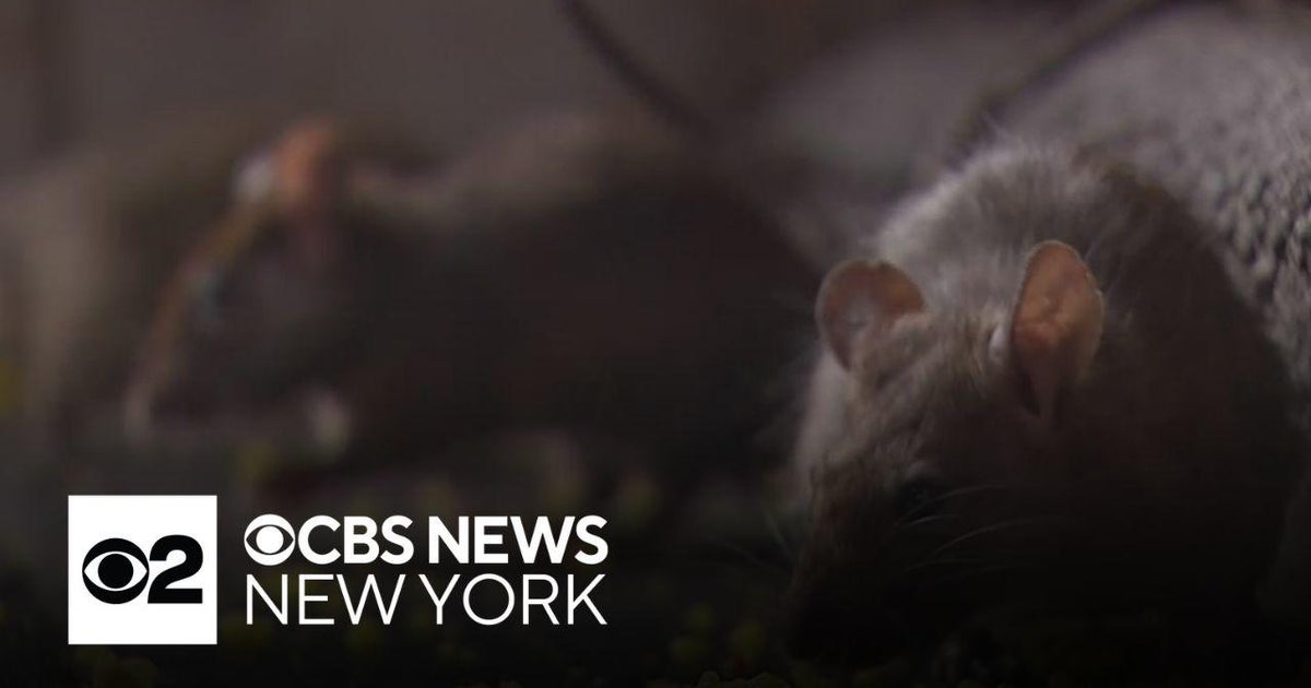 New York City to host national Urban Rat Summit in the fall - CBS New York